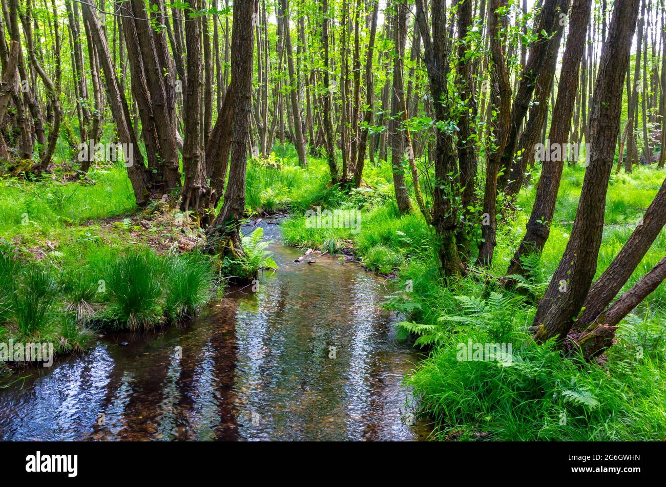 Stream and trees in summer in the Sherbrook Valley area of Cannock ...