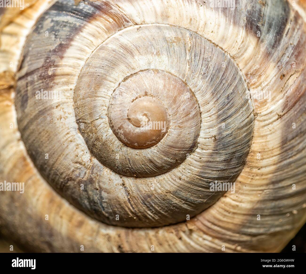 Macro spiral details on the snail puppy Stock Photo - Alamy