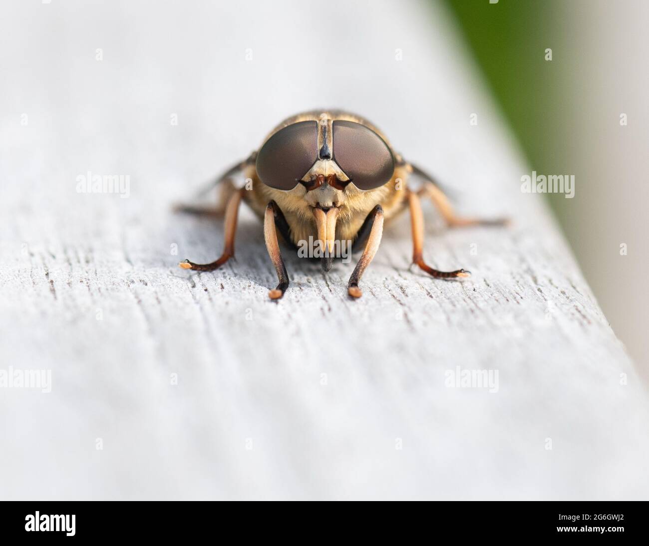 Dark Giant Horse Fly or horsefly (Tabanus sudeticus) female - Stirling ...