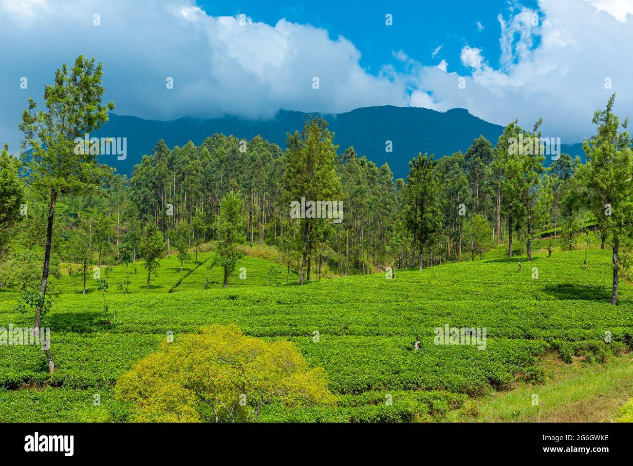 Picturesque natural landscape. Green tea plantations in the highlands ...