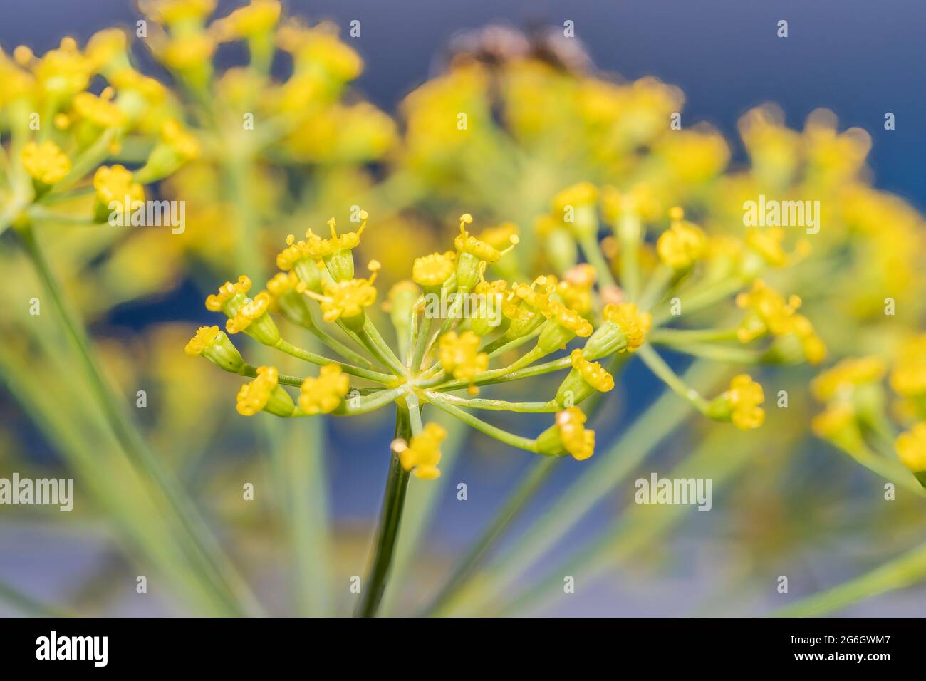 Creeping Root High Resolution Stock Photography and Images - Alamy
