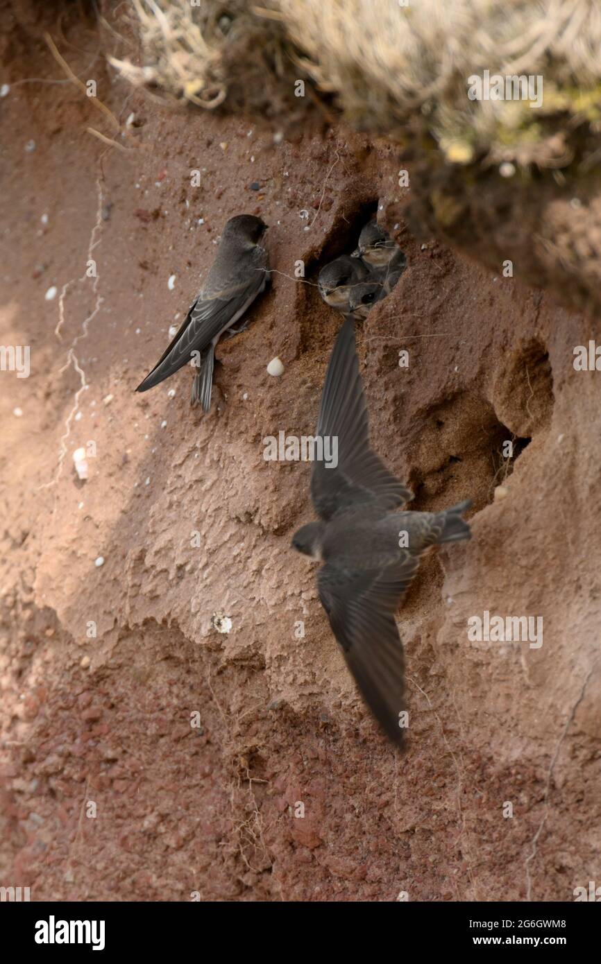 Sand martins at nest entrance. One of the parents flies off in search ...