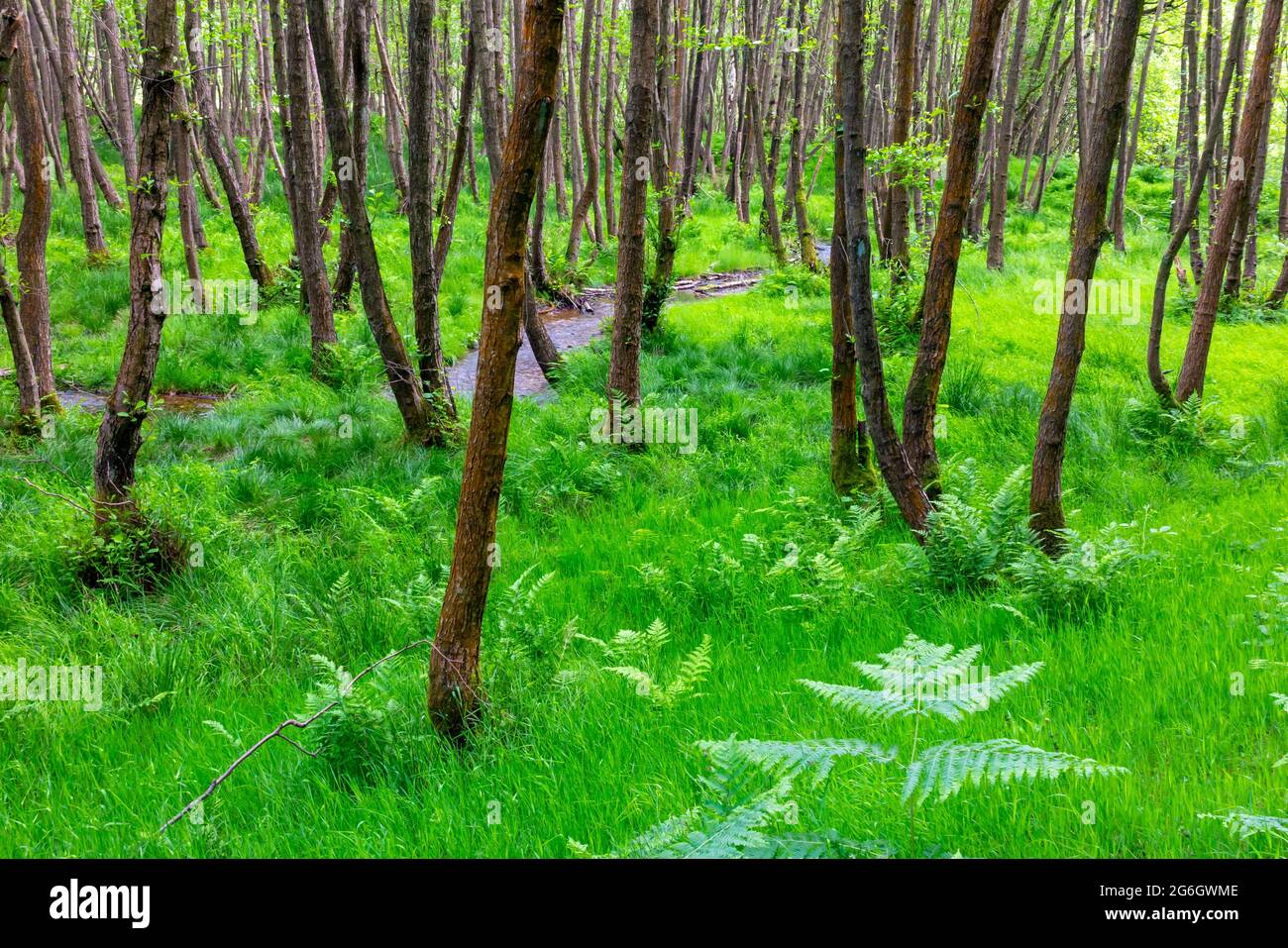 Stream and trees in summer in the Sherbrook Valley area of Cannock ...