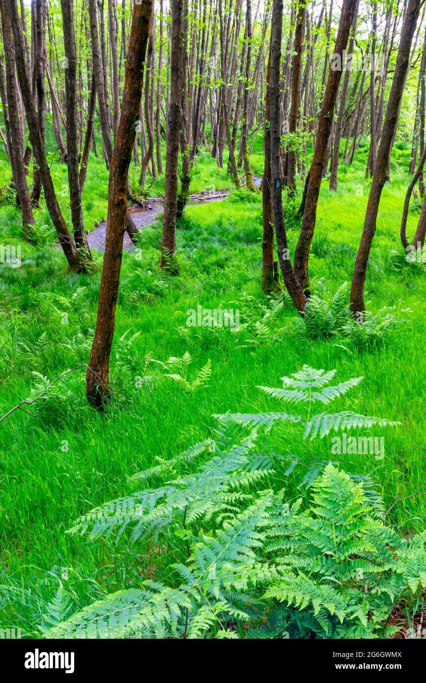 Stream and trees in summer in the Sherbrook Valley area of Cannock ...