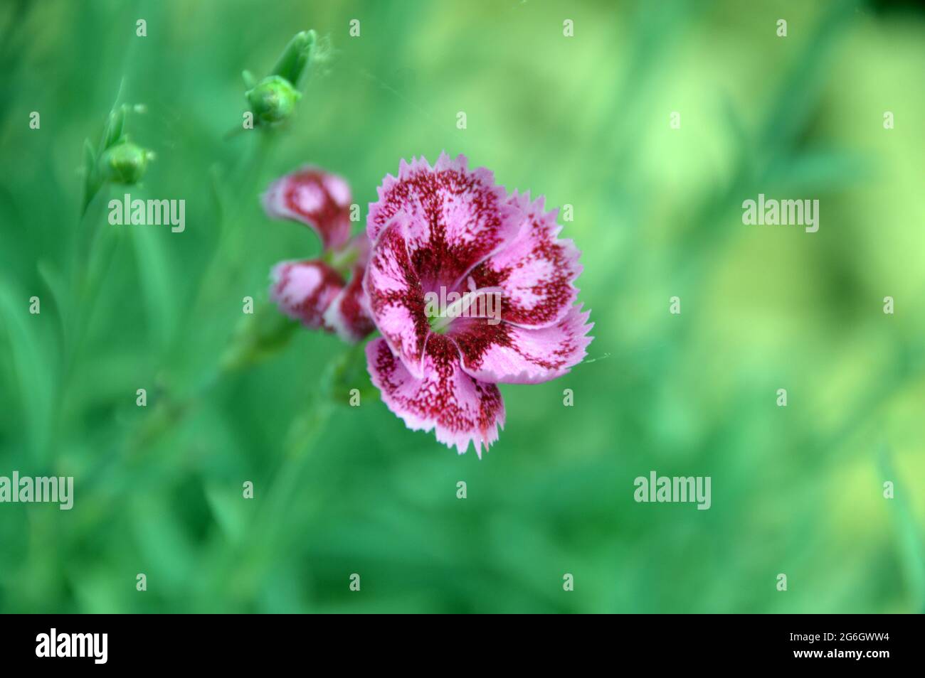 Single Pink Dianthus 'Gold Fleck' (Pinks) Flower Grown in the Alpine ...
