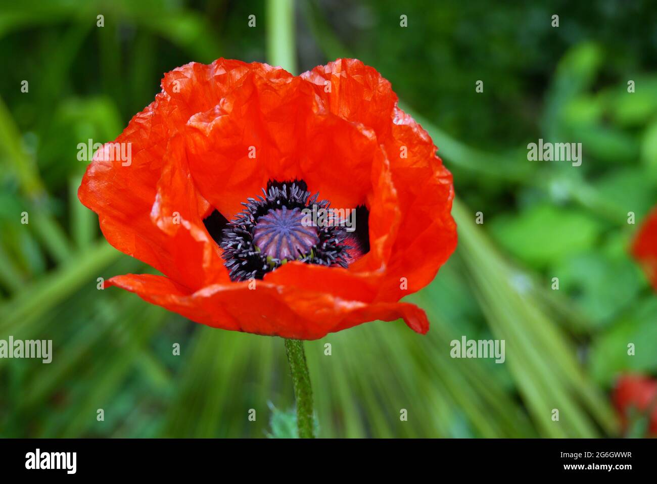 Single Lone Large Red Oriental Poppy (Papaver Orientale) Flower Grown ...