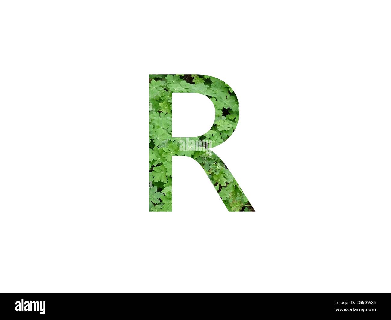 letter R of the alphabet made with green leaf of geranium plant ...