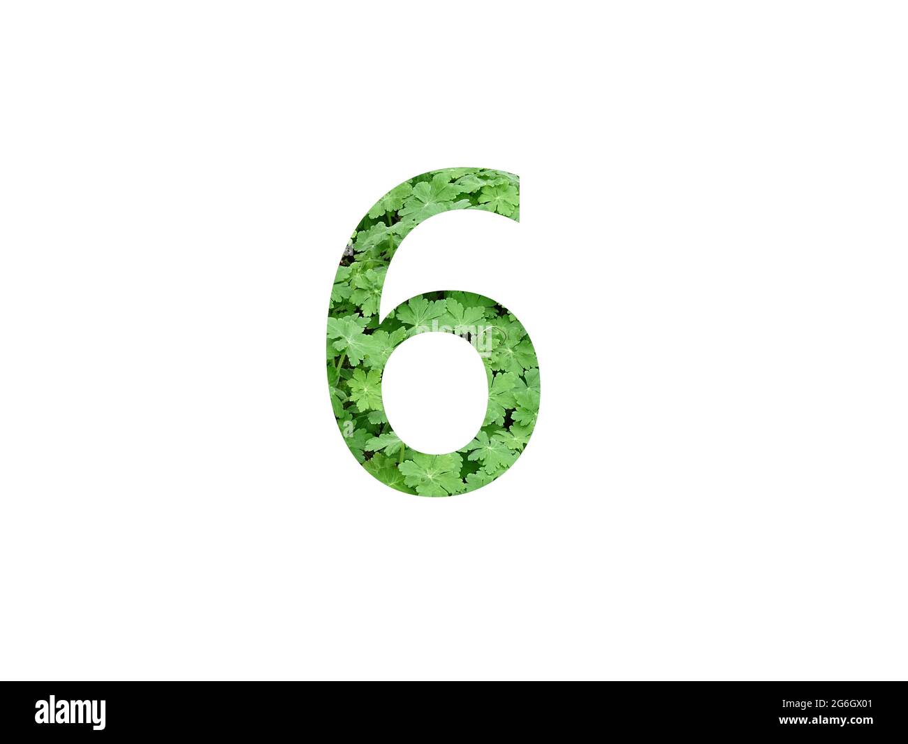 Number 6 of the alphabet made with green leaf of geranium plant ...