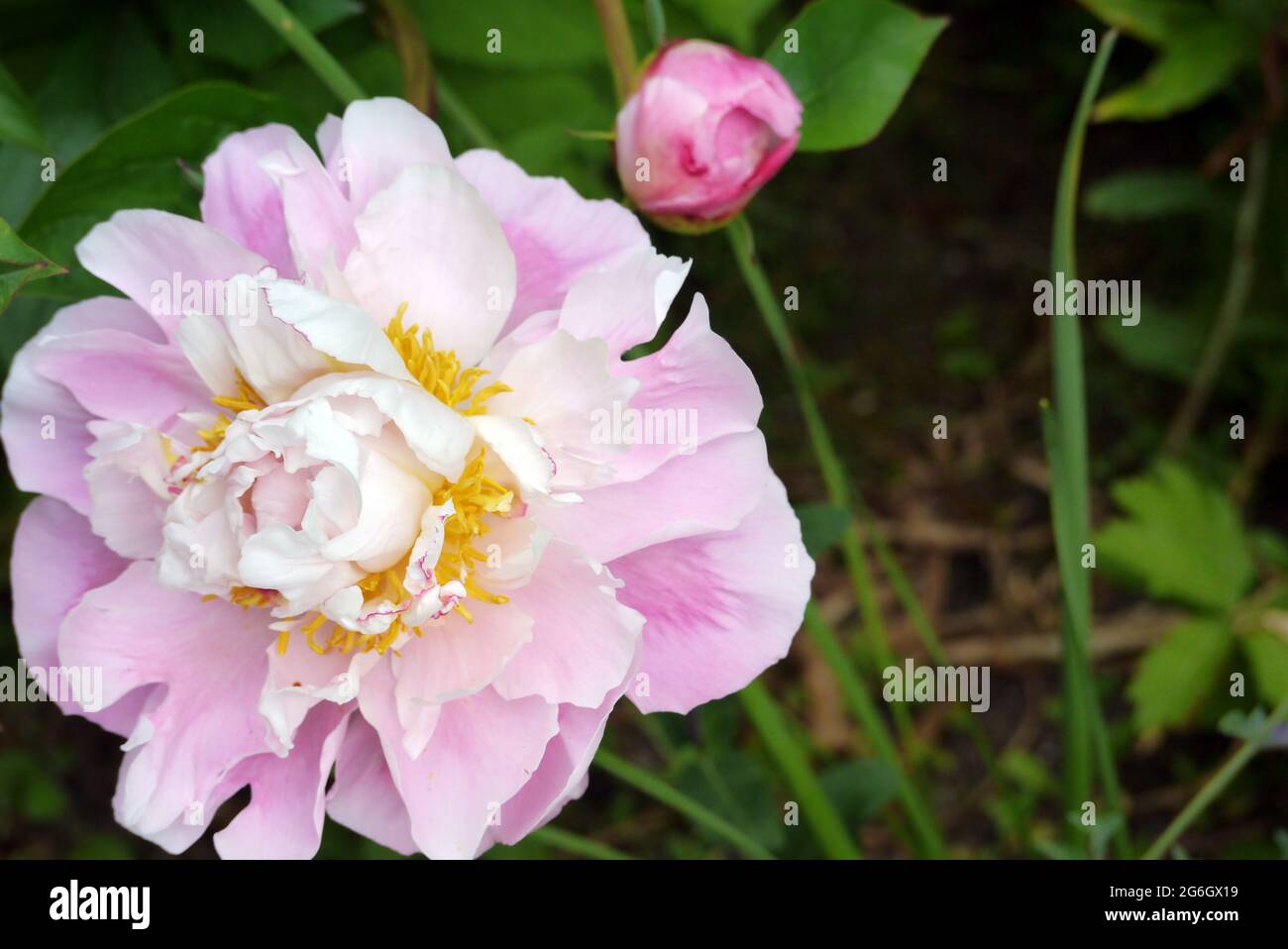 Pale Pink Chinese Peony/Paeony 'Paeonia lactiflora' Flower & Bud Grown ...
