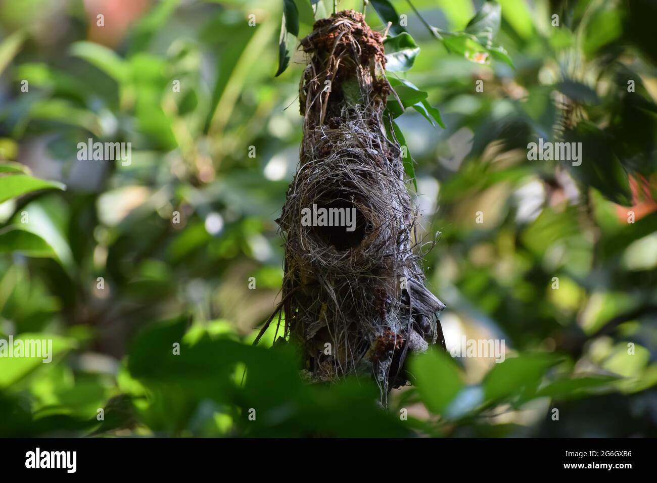 Tree sparrow nest hi-res stock photography and images - Alamy