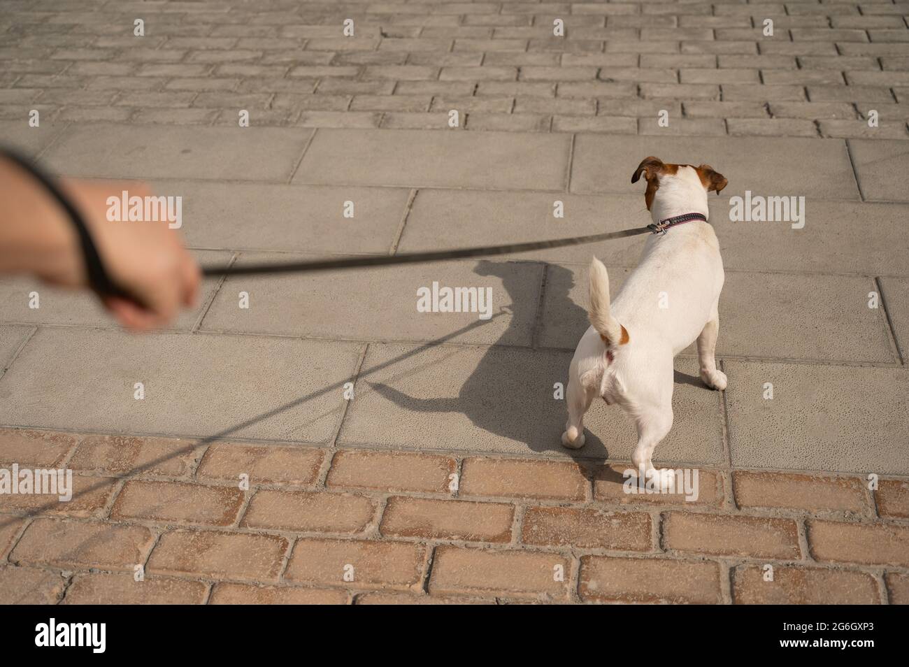 Naughty dog Jack Russell Terrier pulls the owner by the leash Stock ...