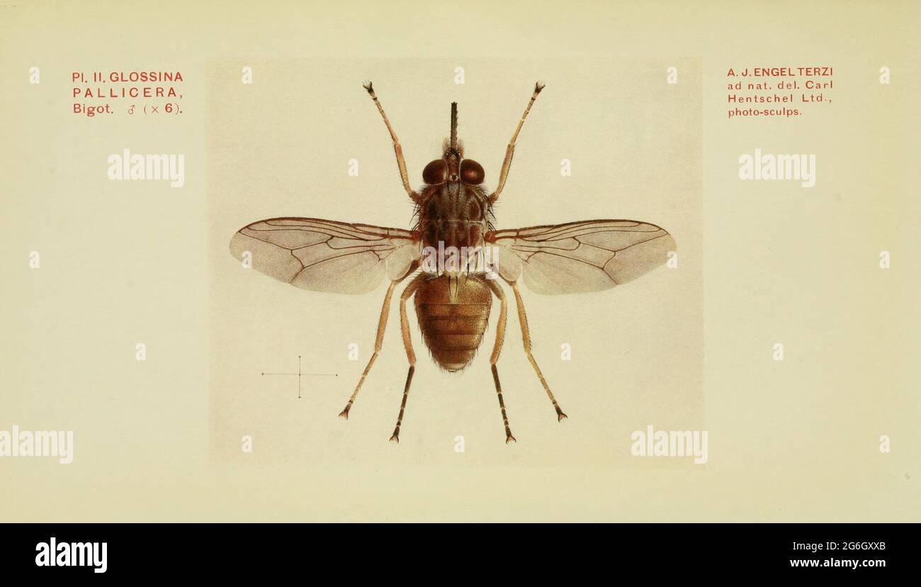 Museum fishing hook hi-res stock photography and images - Alamy