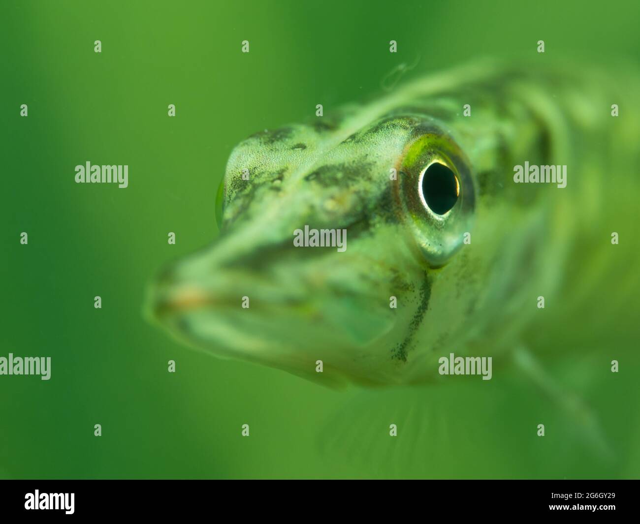 Young pike (Esox lucius) very curious, North Rhine Westphalia , Germany ...