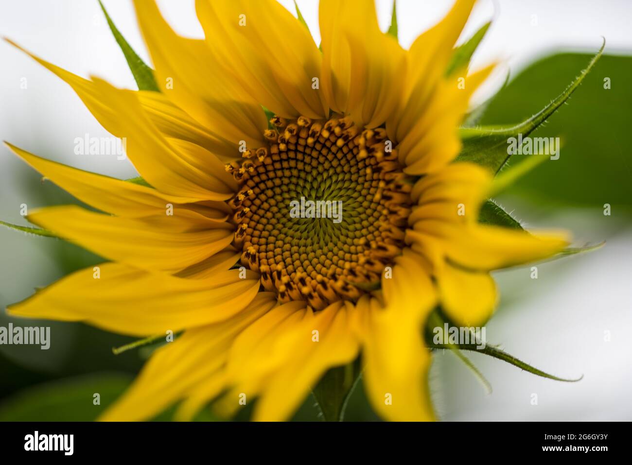 Den Helder, the Netherlands. July 2021. Close up of the seeds and ...
