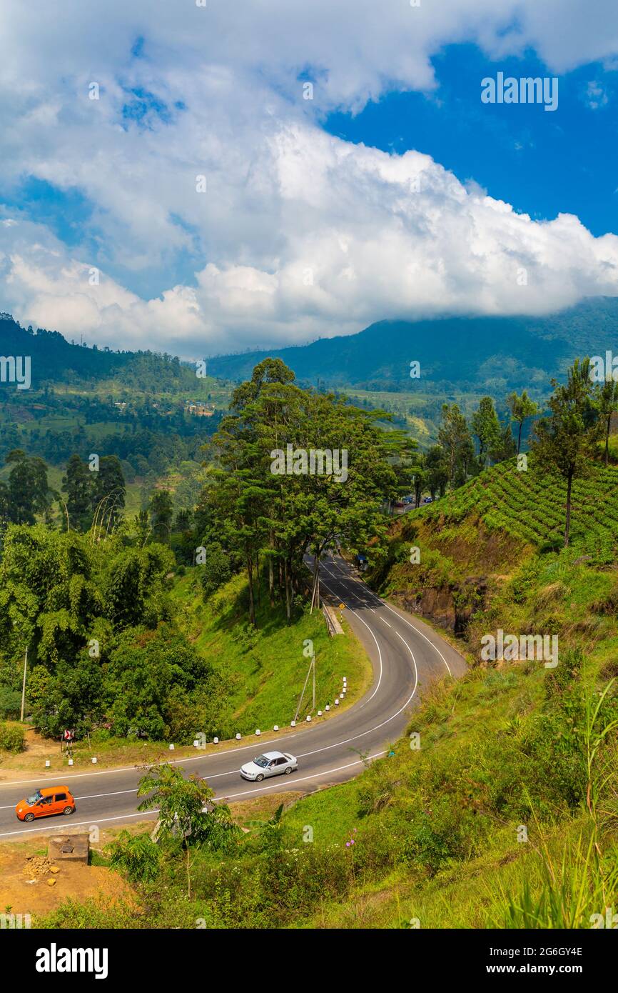 scenery road through green hills and tea plantations. Sri Lanka natural ...