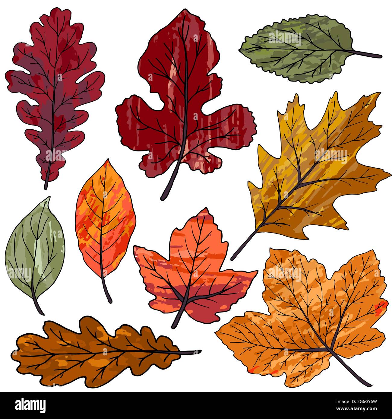Vector drawings. Collection of colorful autumn leaves isolated on a ...