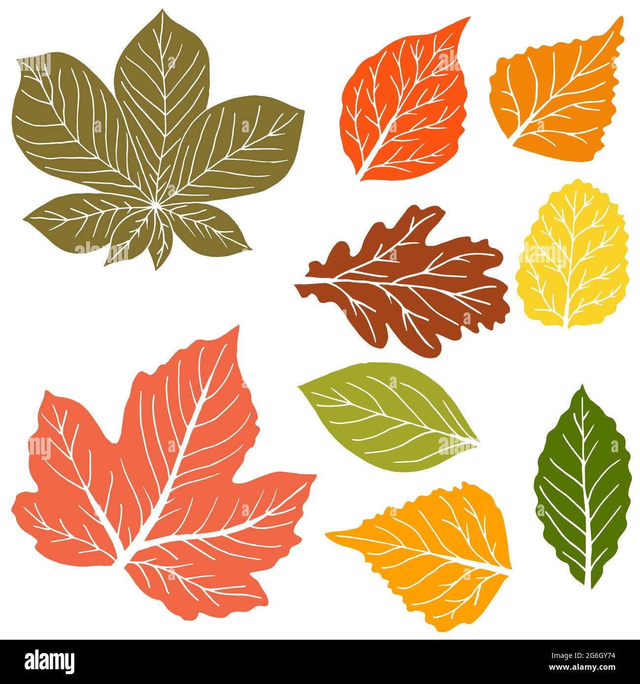 Vector drawings. Collection of colorful autumn leaves isolated on a ...