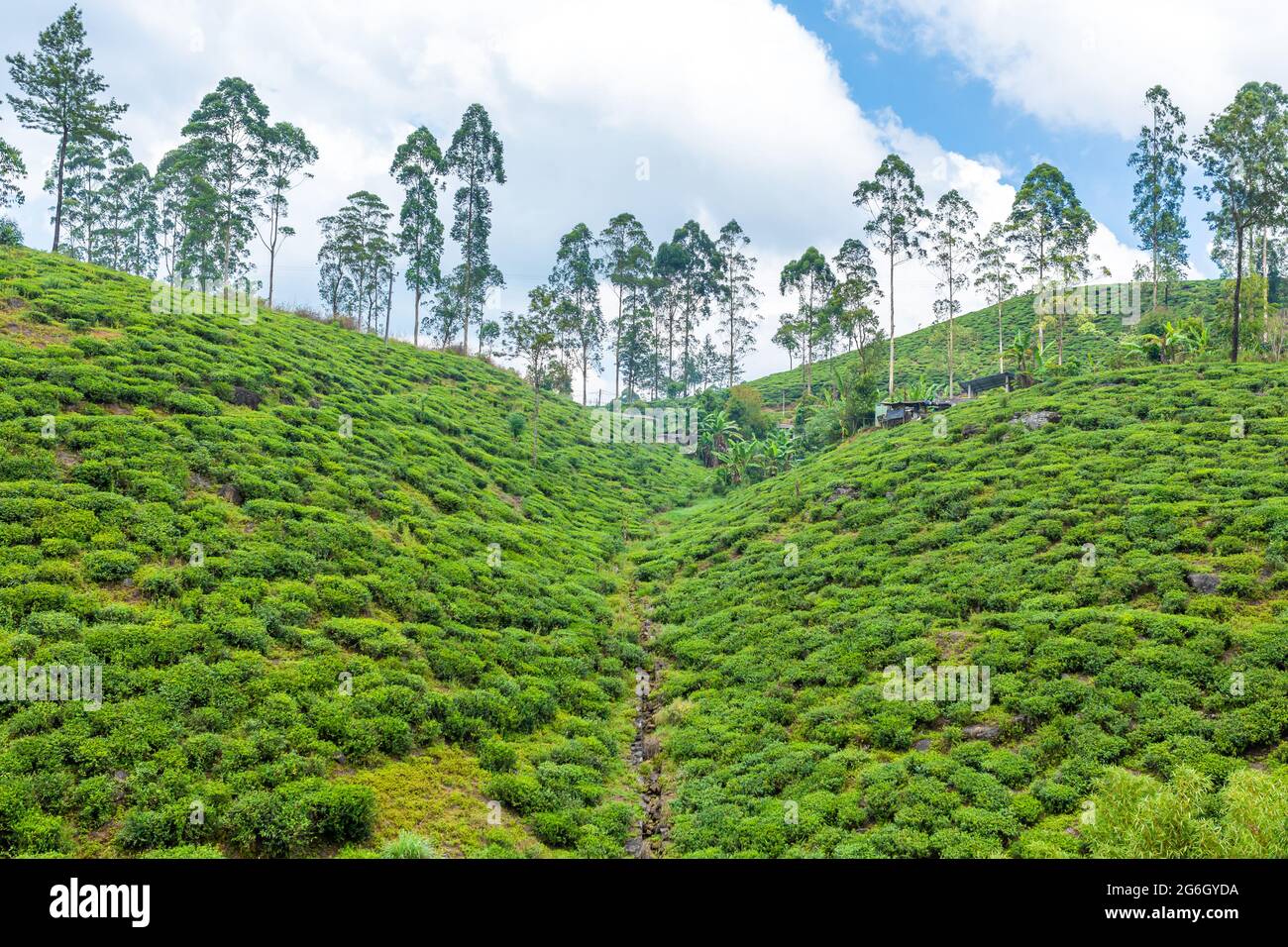 Picturesque natural landscape. Green tea plantations in the highlands ...