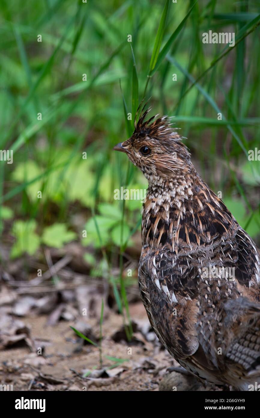 Portrait of a ruffed grouse, Bonasa umbellus, in the Adirondack ...