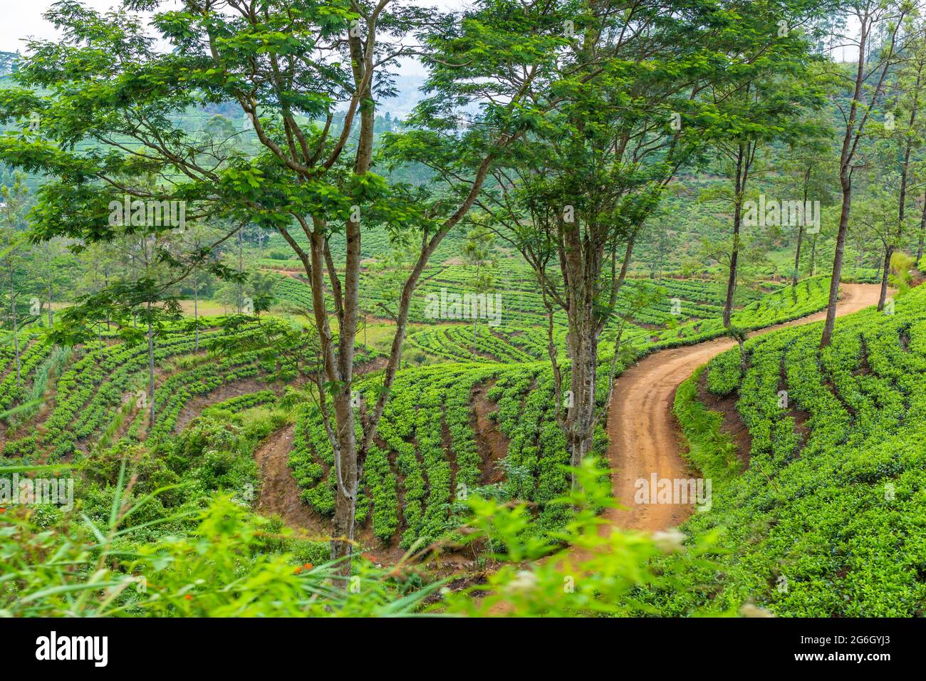 Picturesque natural landscape. Green tea plantations in the highlands ...