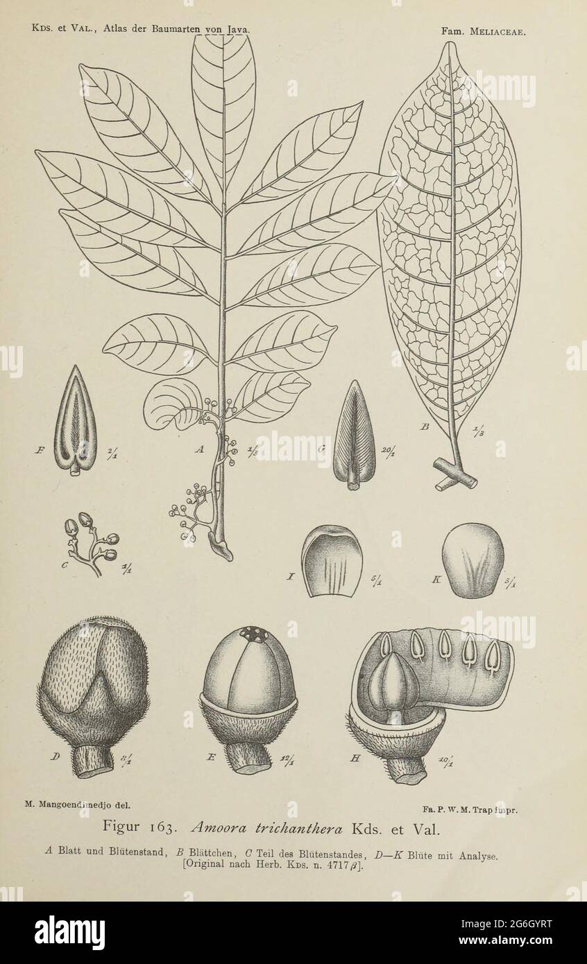 Ceylon mahogany hi-res stock photography and images - Alamy