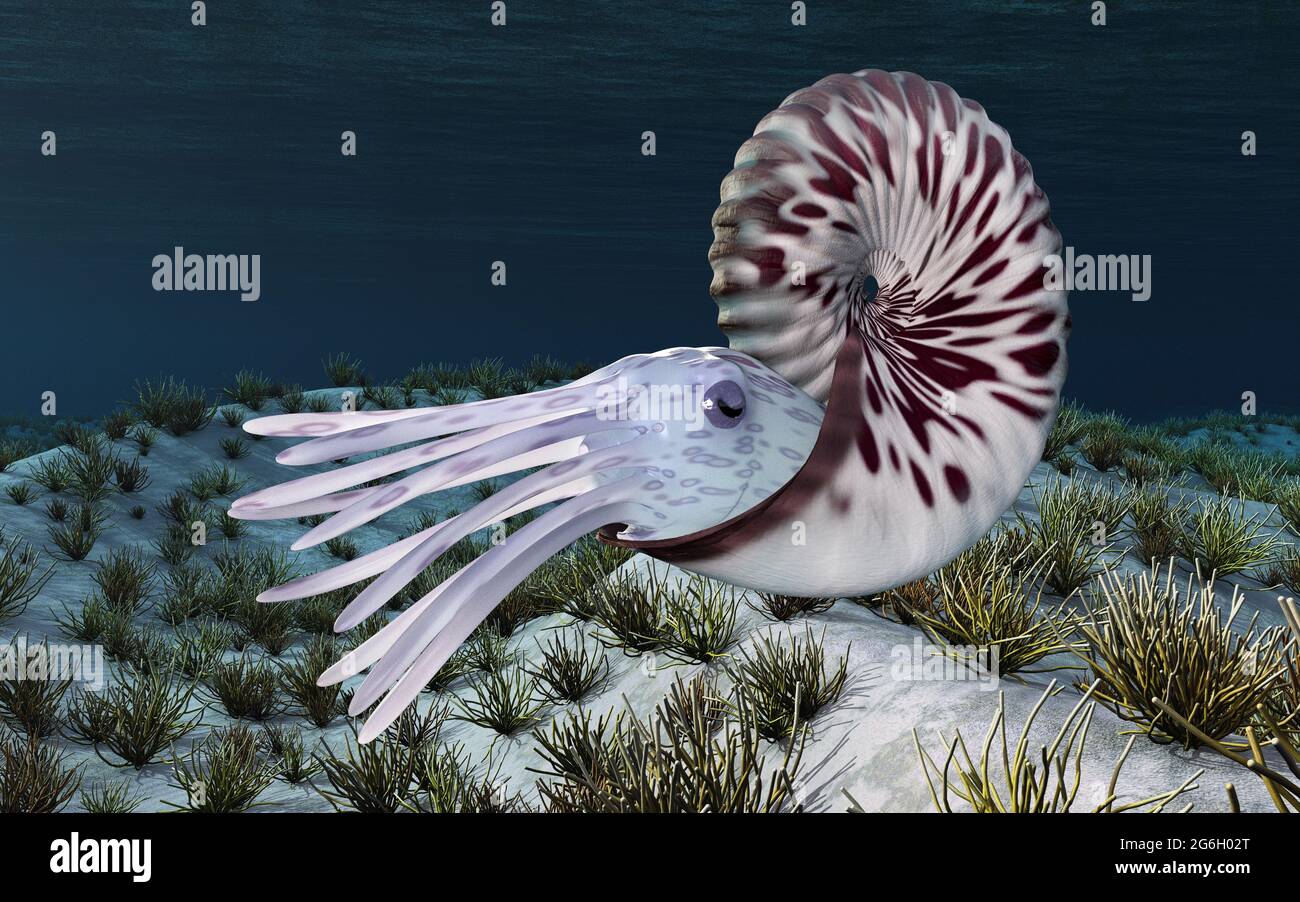 Oso Ammonoids Anahoplite Stock Photo - Alamy