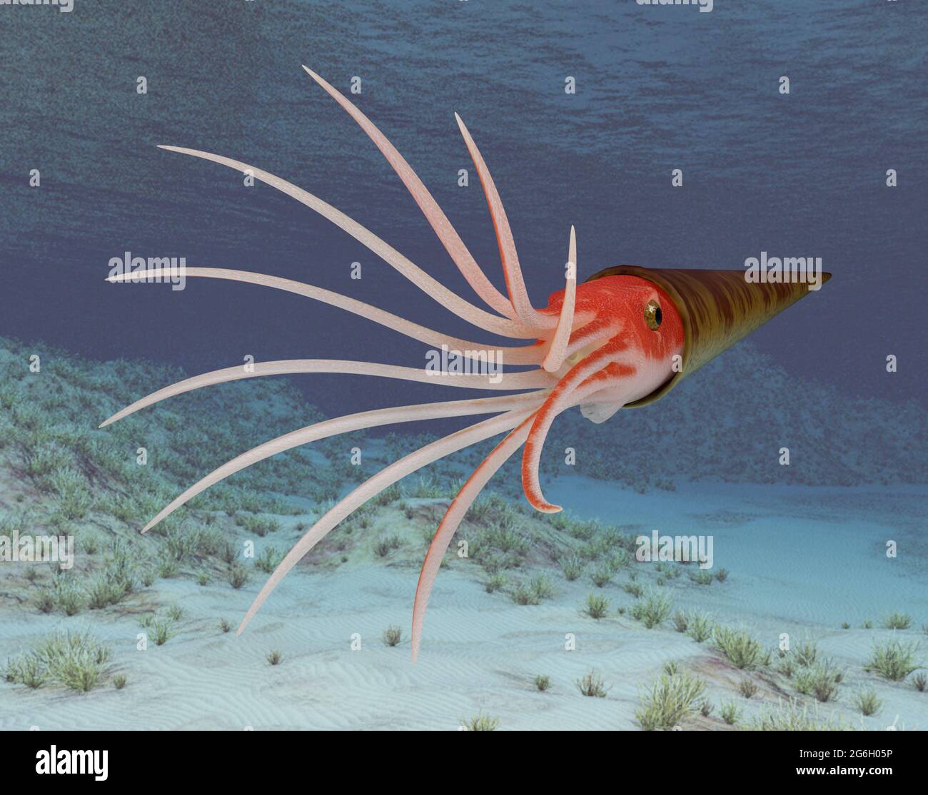 Orthoceras Fossil High Resolution Stock Photography and Images - Alamy