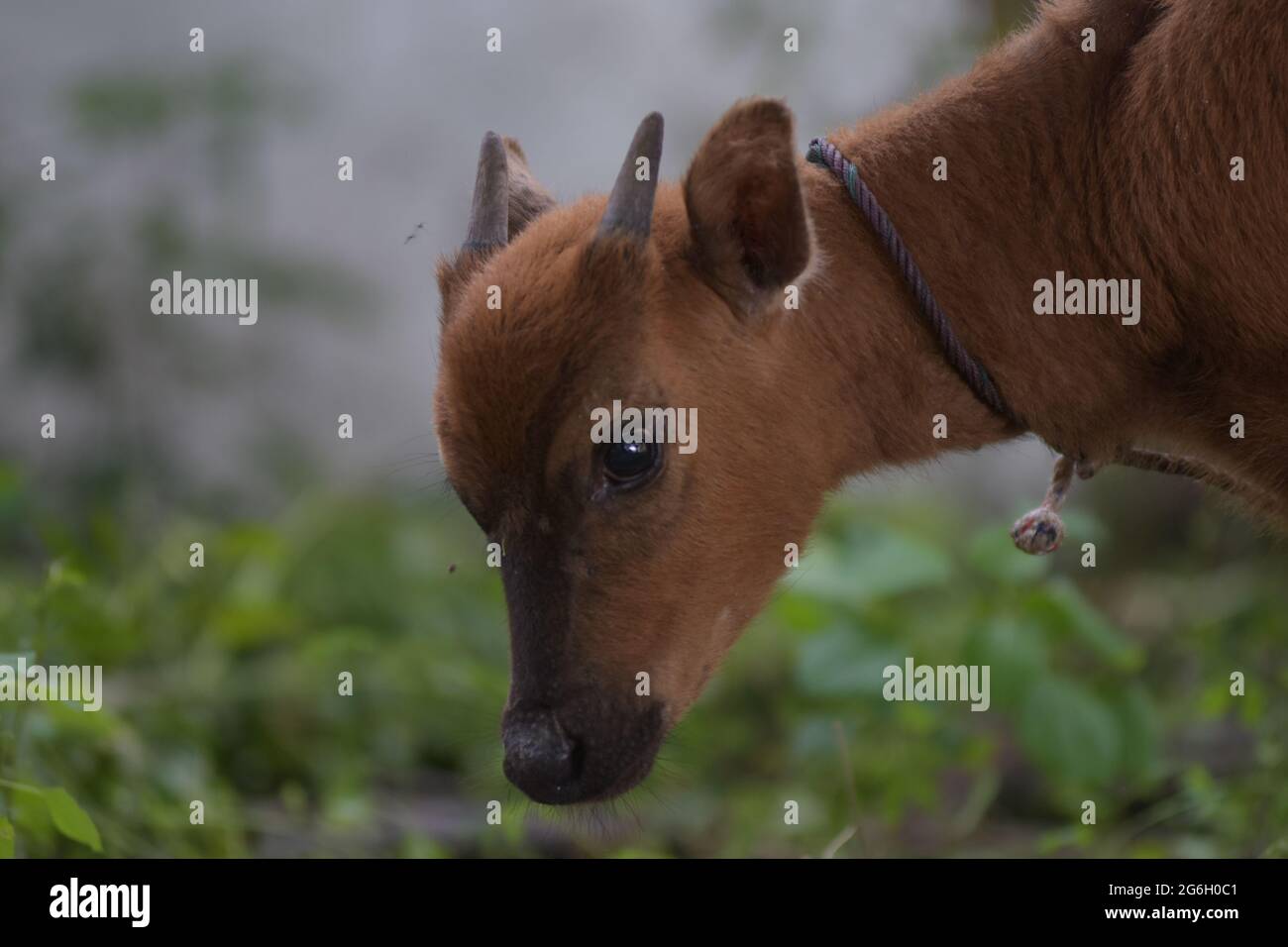 An Anoa cub (Bubalus Quarlesi) is in captivity belonging to the ...