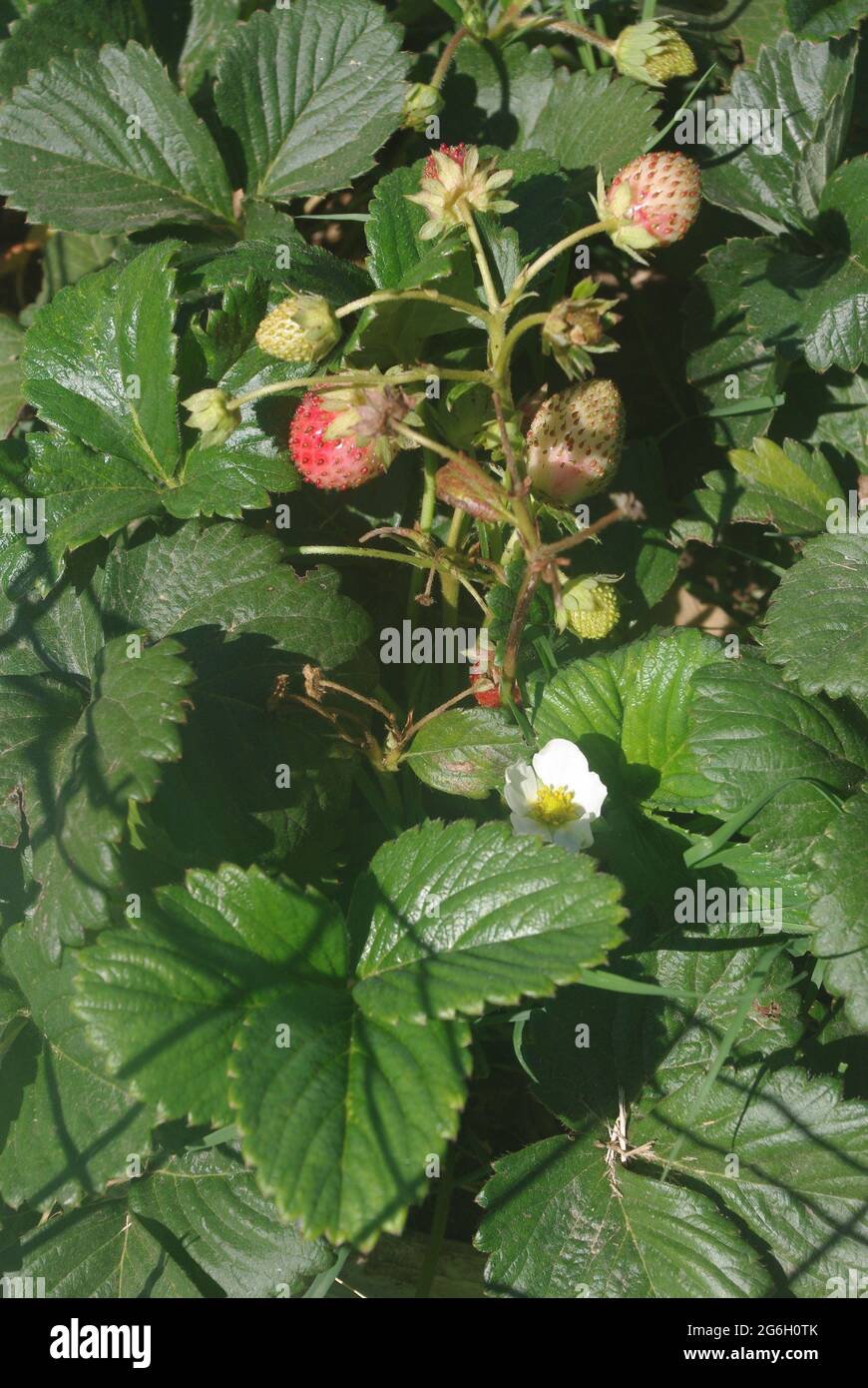 Strawberry plant root flower fruit hi-res stock photography and images ...
