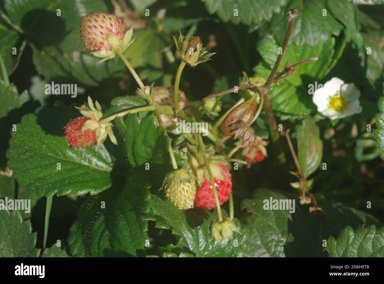 Commonly called the wild strawberry hi-res stock photography and images ...