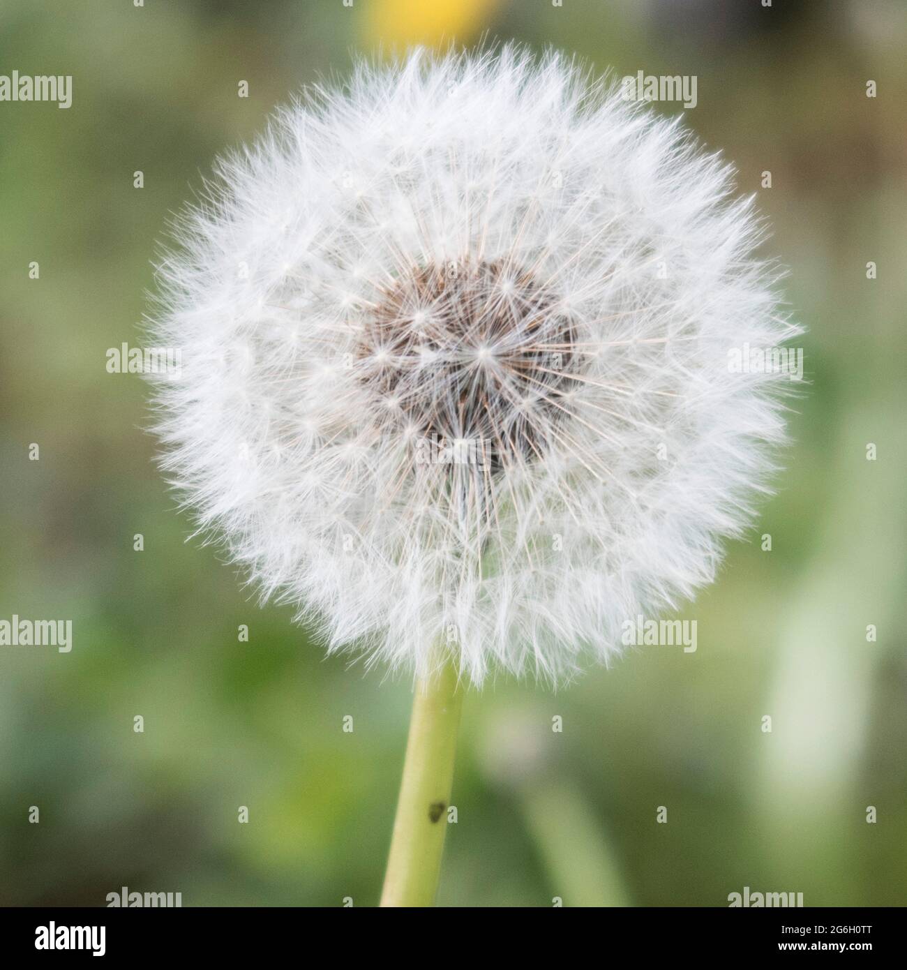 Dandy Lion Clock High Resolution Stock Photography and Images - Alamy