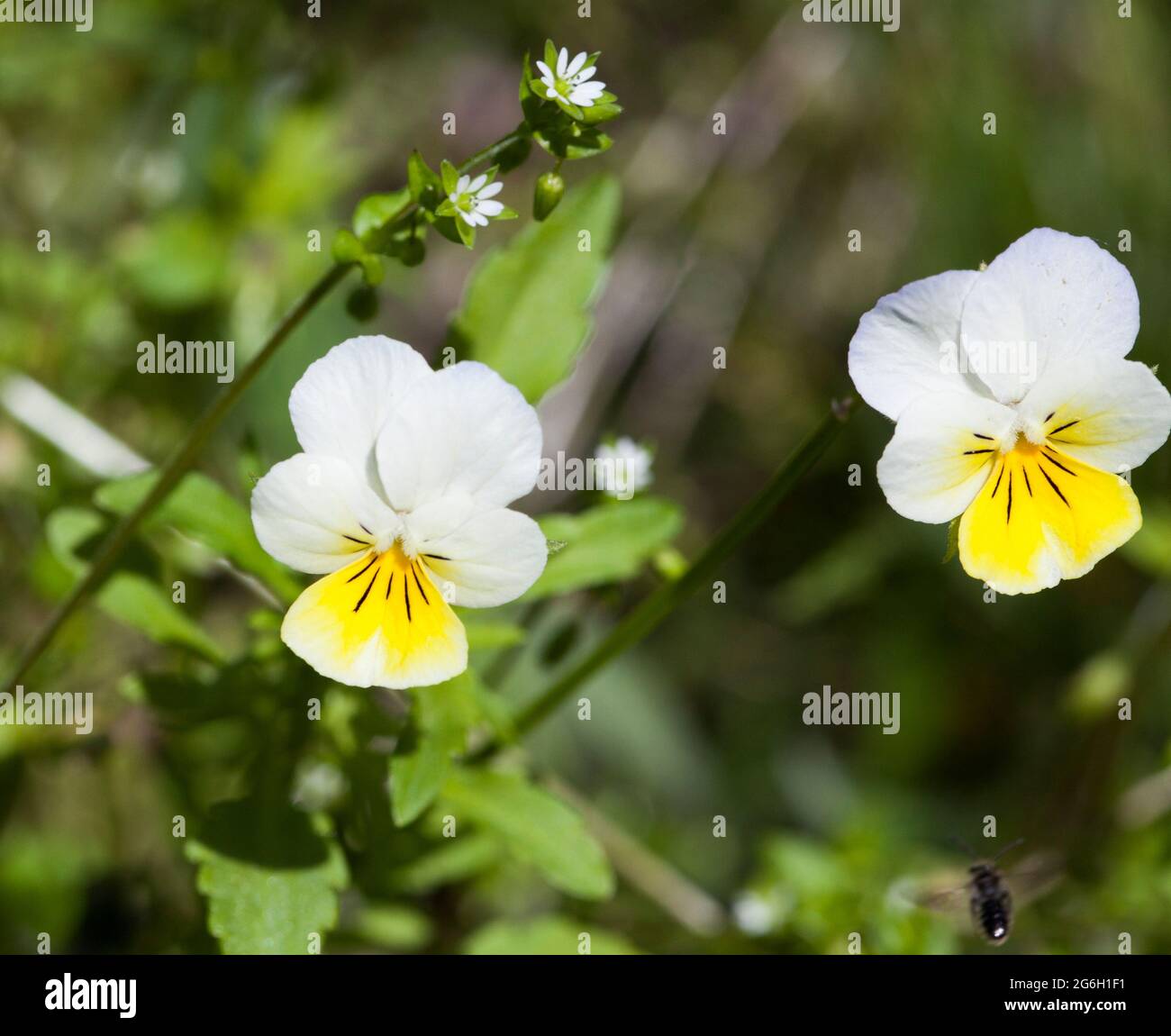 VIOLA ARVENSIS Field Pansy Stock Photo - Alamy