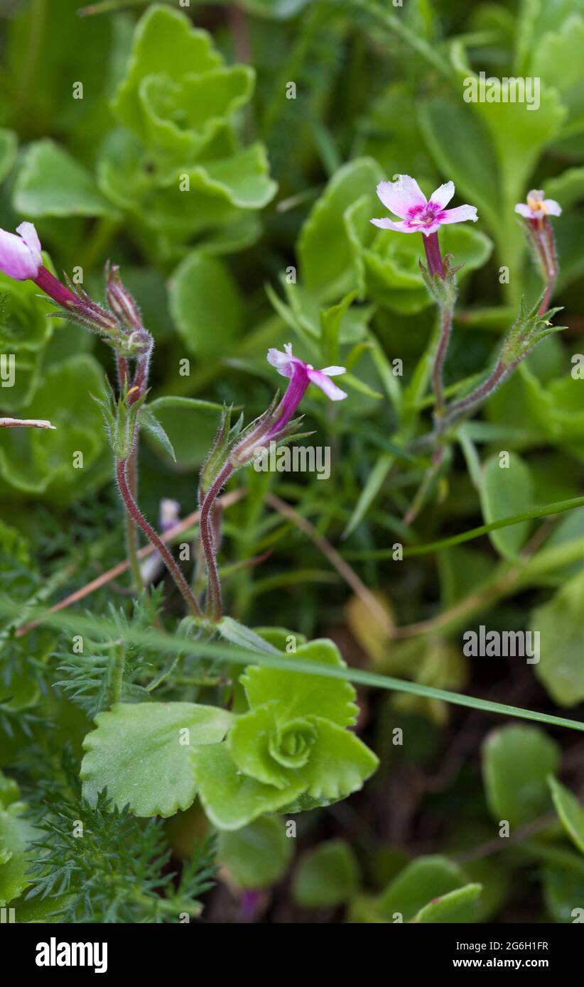 Creeping phlox subulata moss hi-res stock photography and images - Alamy