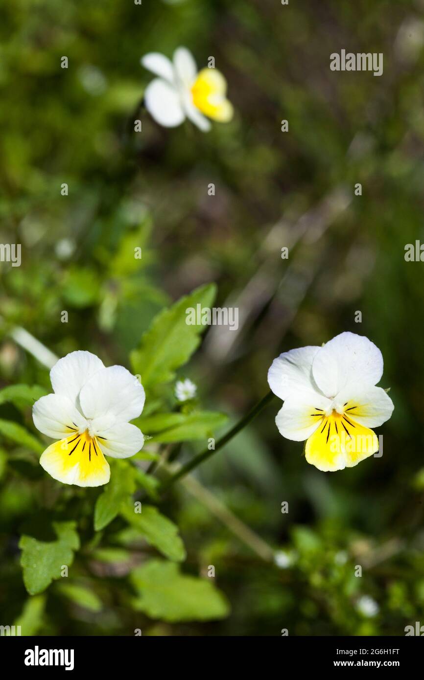 VIOLA ARVENSIS Field Pansy Stock Photo - Alamy