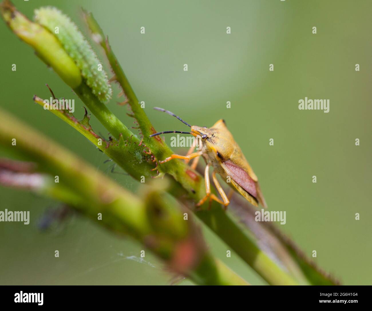 CARPOCORIS FUSCISPINUS Shield bug hunting rosea sawfly larva Stock ...
