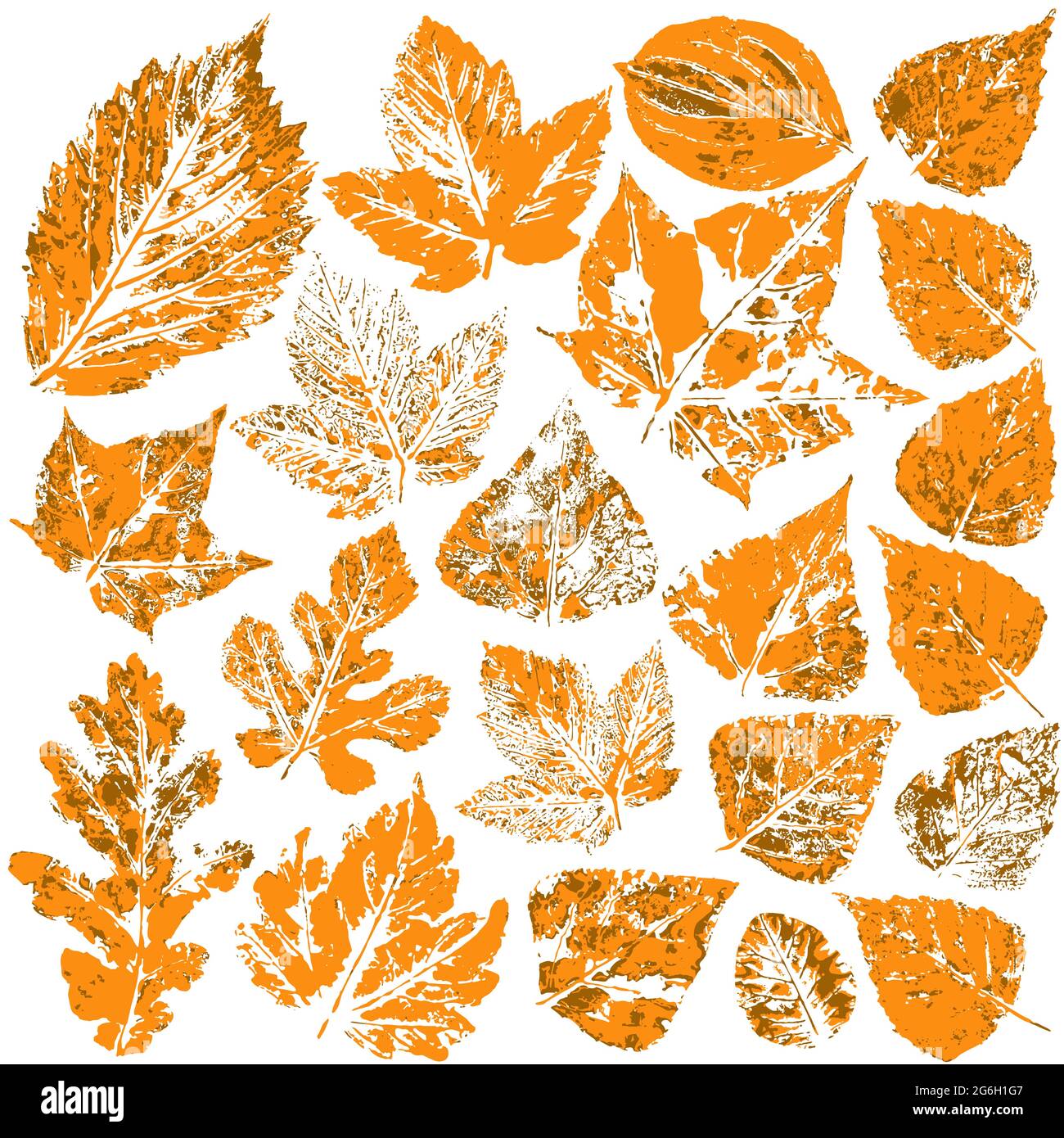 White poplar in autumn Stock Vector Images - Alamy