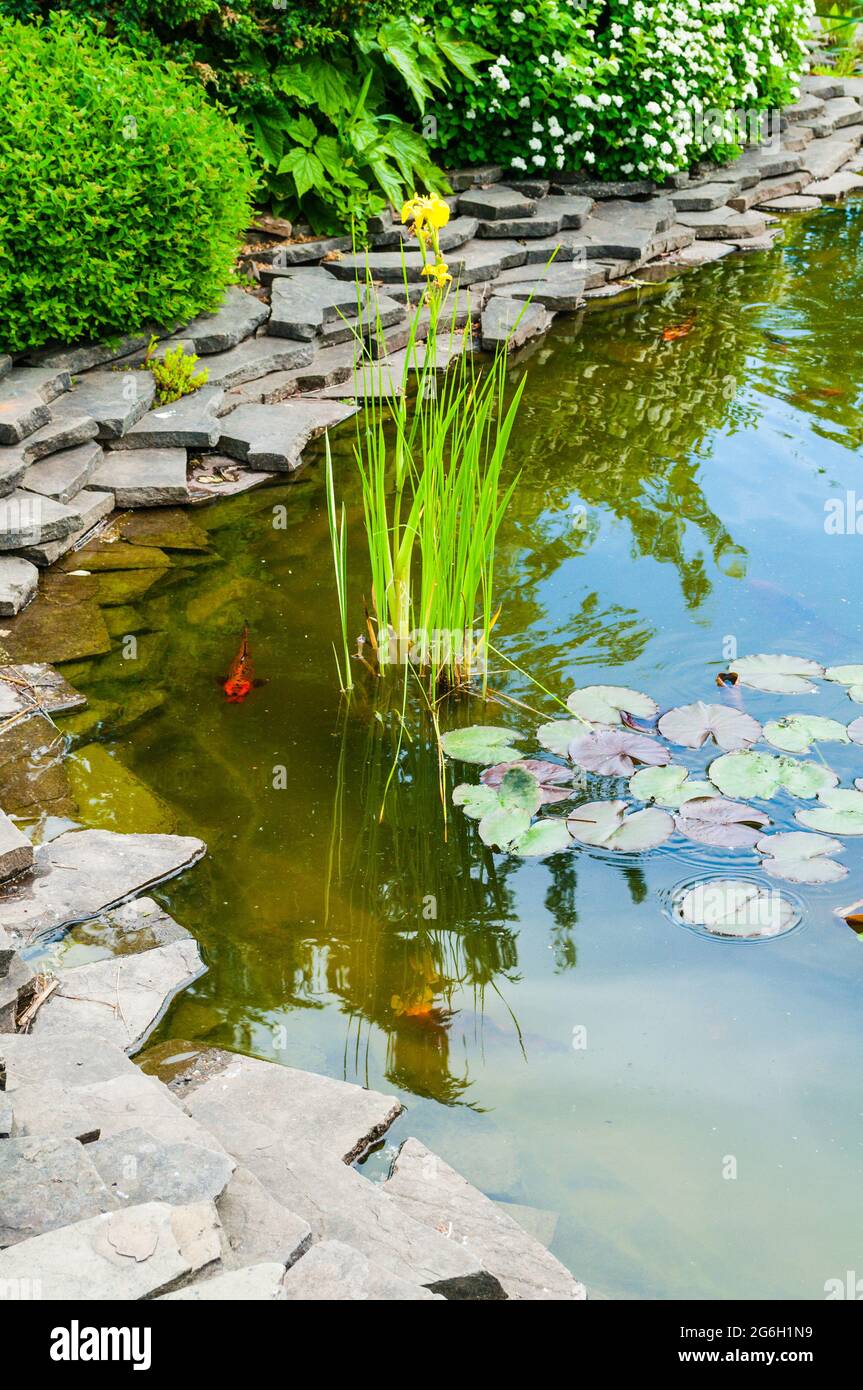 Small Japanese Garden Koi Pond Step By Step Japanese Gardening: Koi