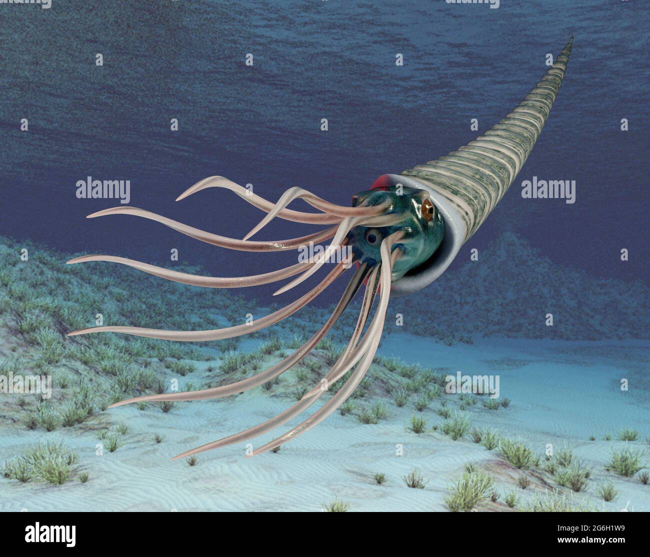 Ammonoids hi-res stock photography and images - Alamy