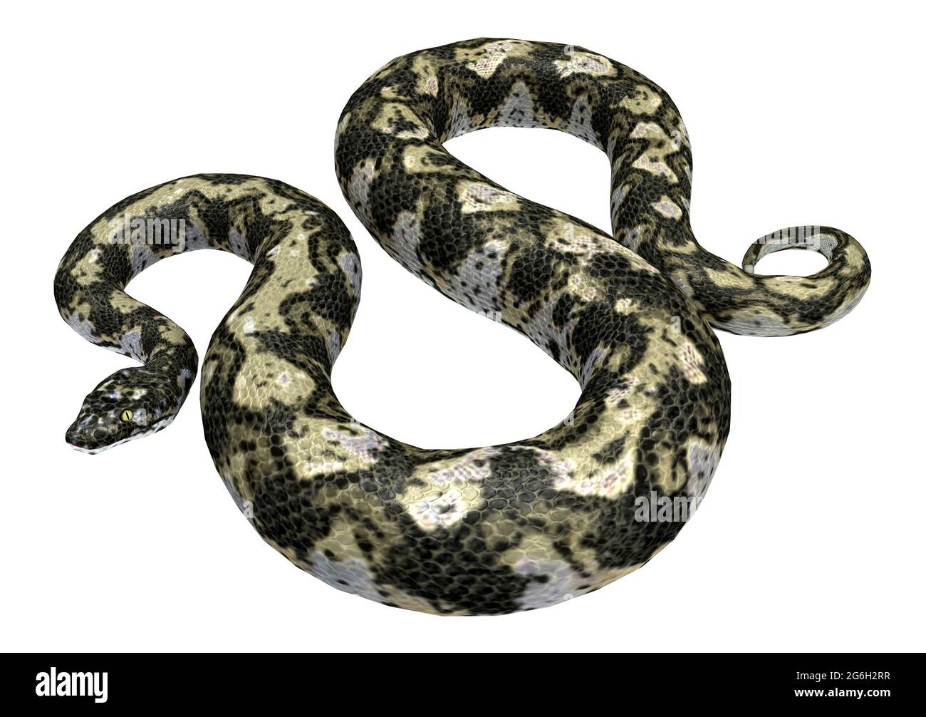 Boa Constrictor isolated on white background Stock Photo - Alamy