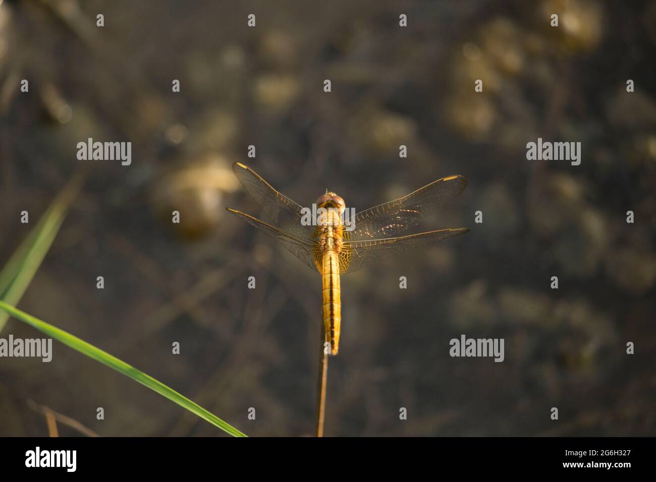 Winged insect hi-res stock photography and images - Alamy