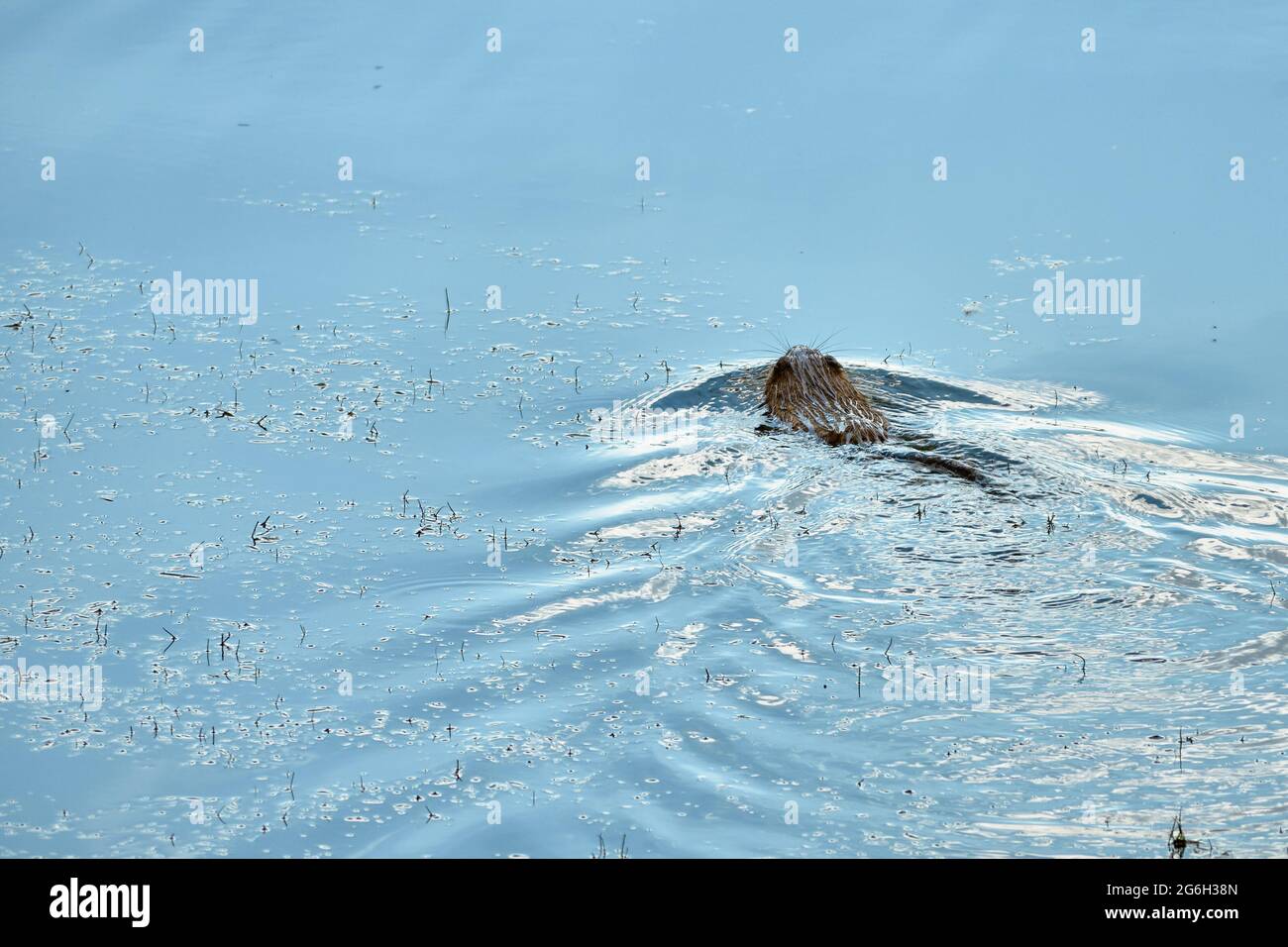beaver floating on the river Stock Photo - Alamy