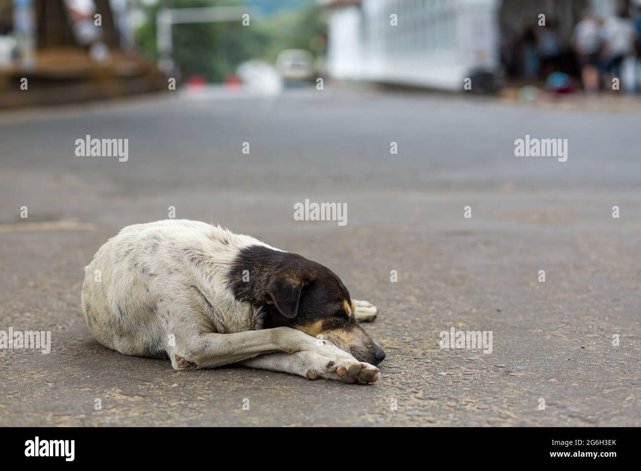 A portrait of a homeless dog lies in the middle of the street Stock ...