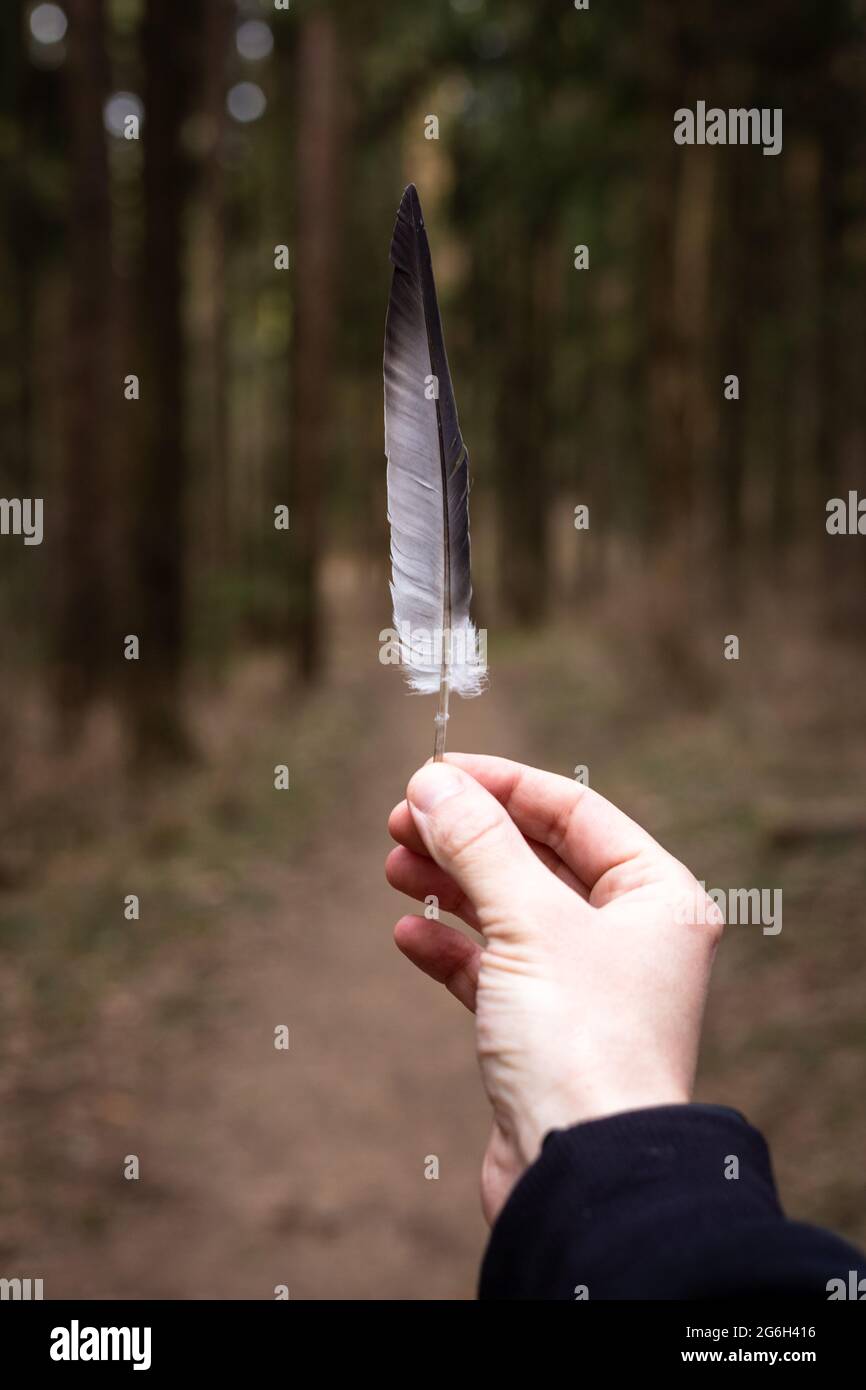 Bird feather in a man's hand on a forest background Stock Photo - Alamy