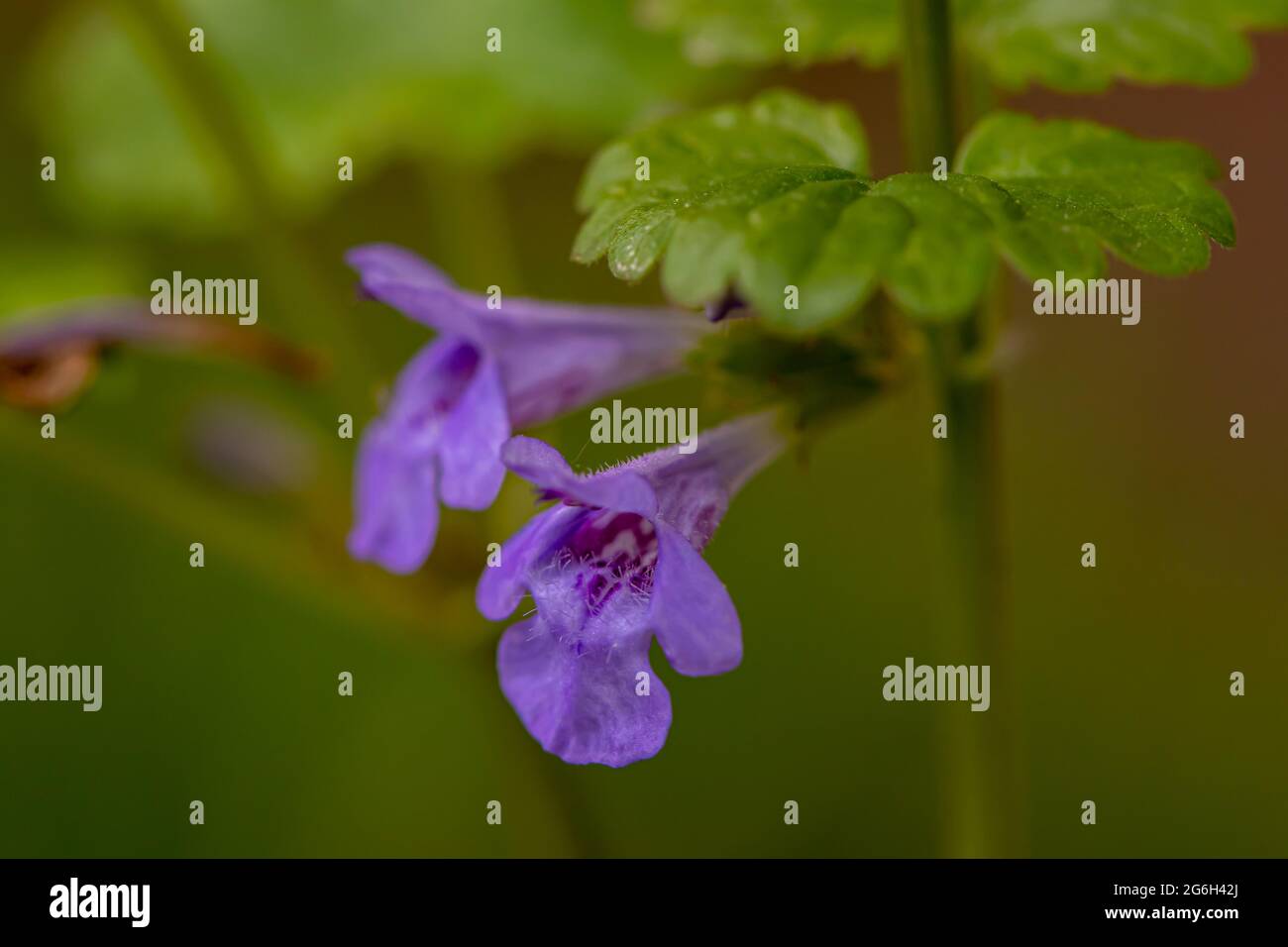 Glechoma hederacea in the garden, macro Stock Photo - Alamy