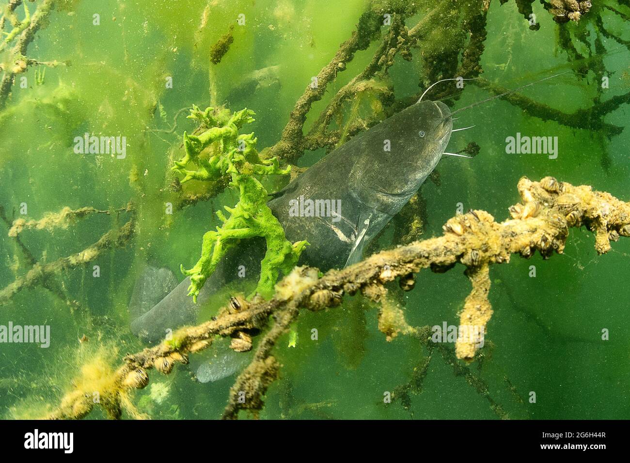 Wels Catfish in a freshwater lake in Germany Stock Photo - Alamy