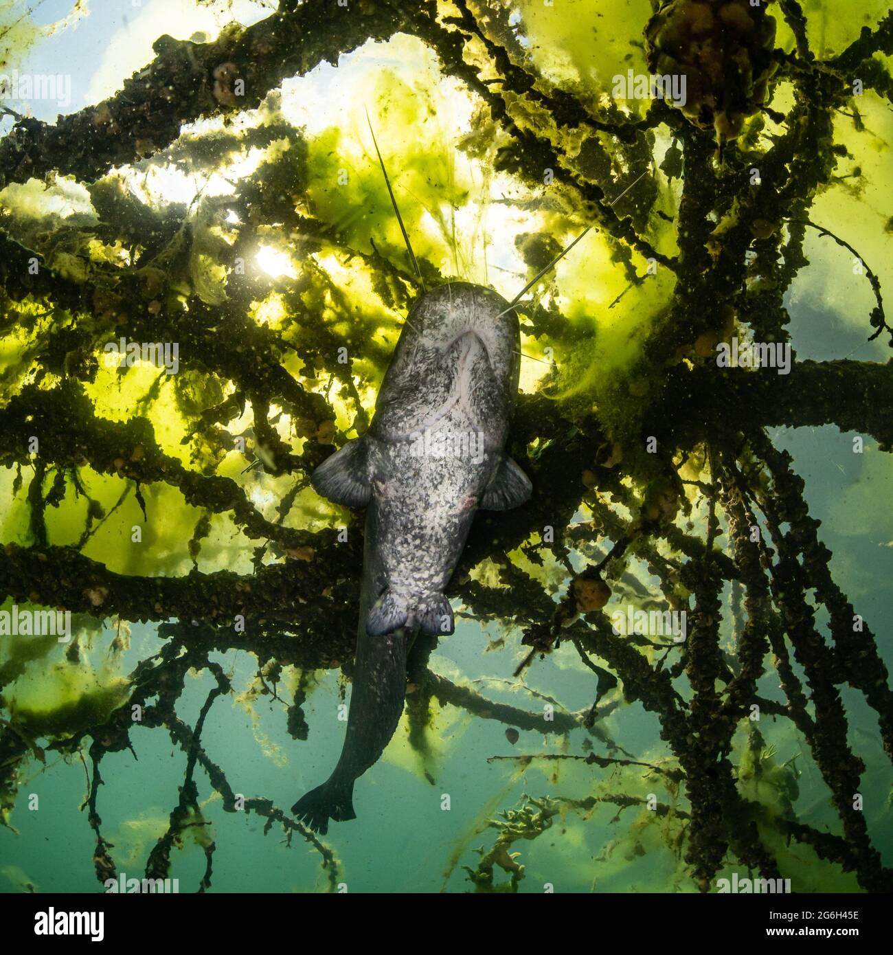 Wels Catfish in a freshwater lake in Germany Stock Photo - Alamy