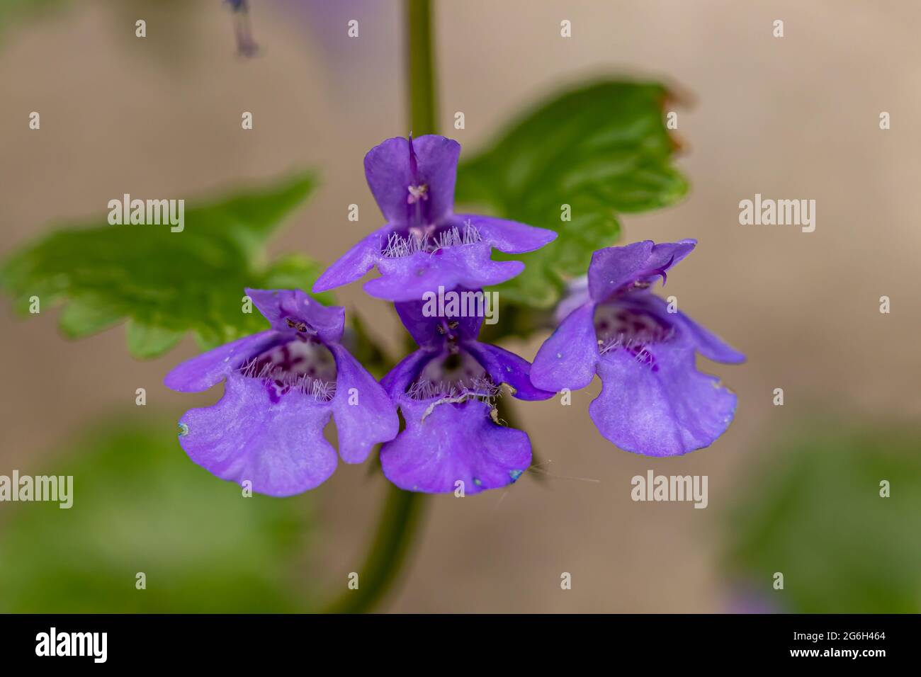 Glechoma Hederacea High Resolution Stock Photography and Images - Alamy