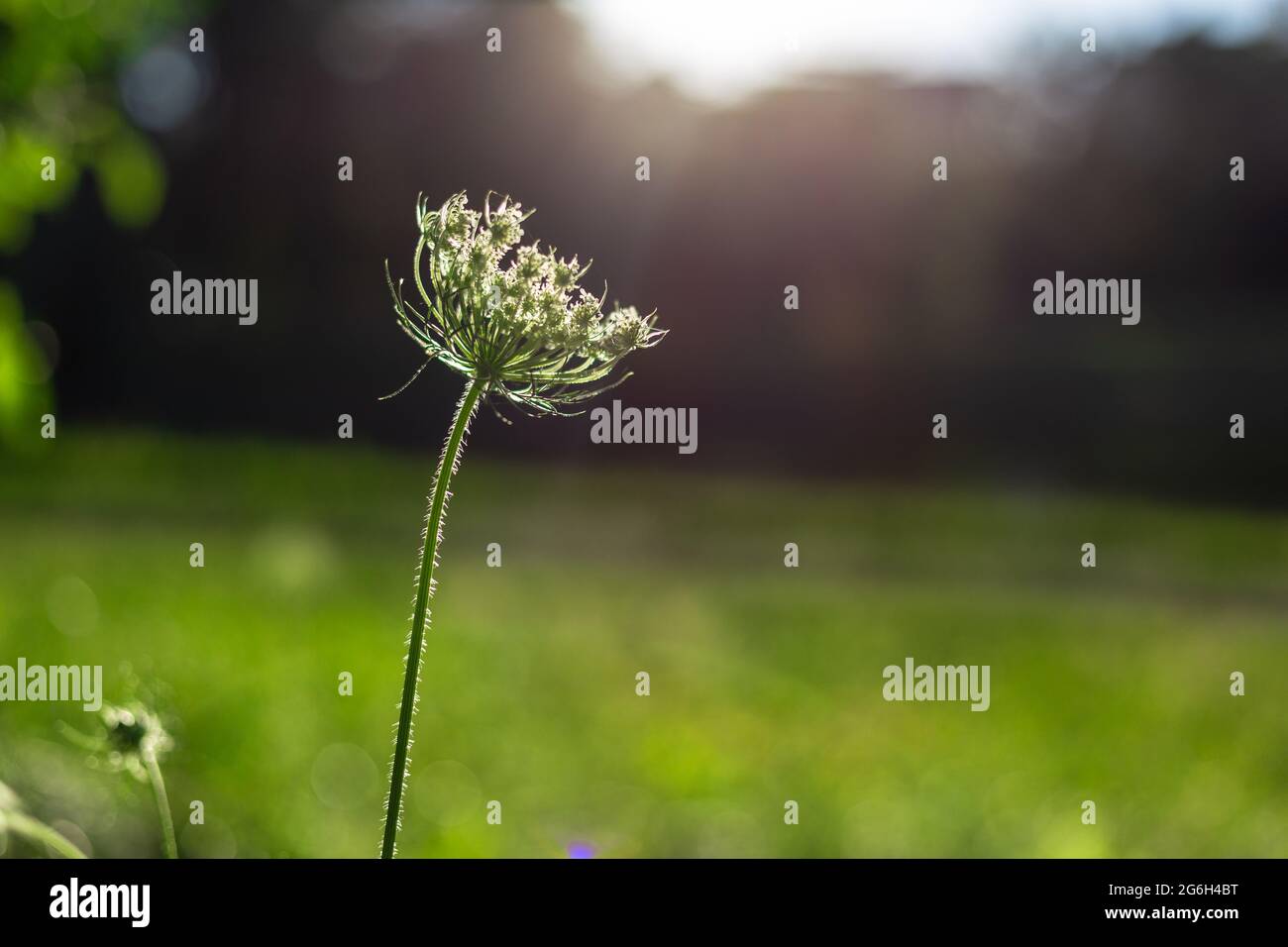 Wild carota and the rays of the setting sun. Daucus Carota Stock Photo ...