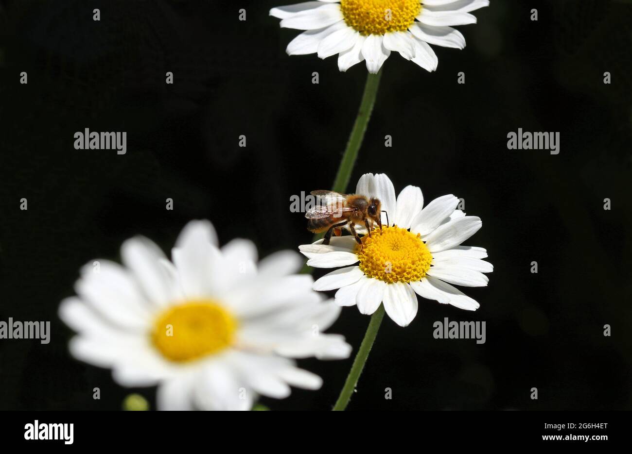The humble daisy hi-res stock photography and images - Alamy