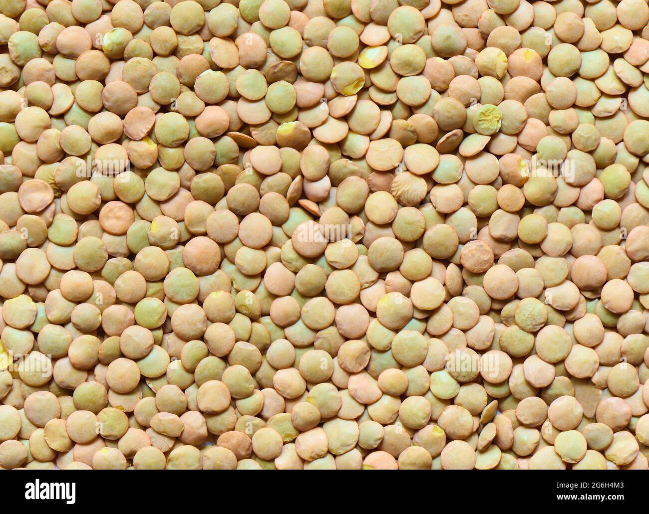 Traditional Asian agricultural crop, green lentil background, flat ...